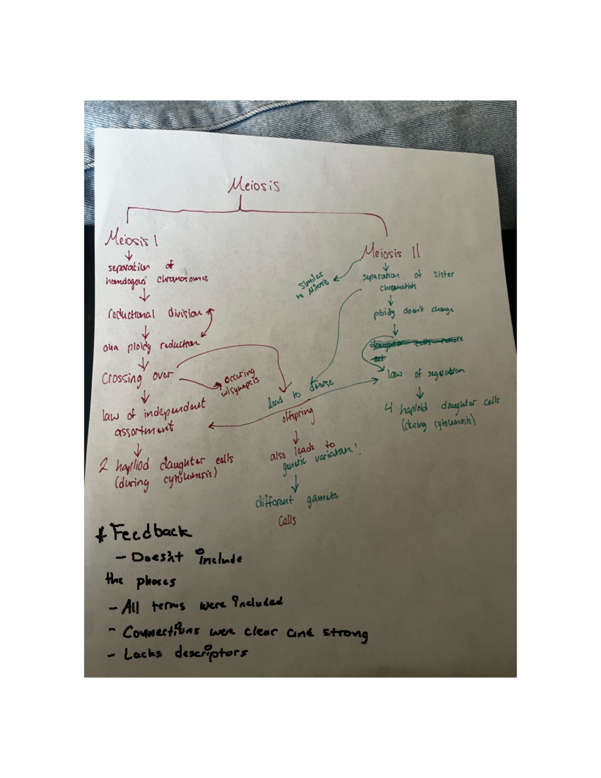 Print - Meiosis concept map - Meiosis Meiosis : I Meiosis 11 separation ...