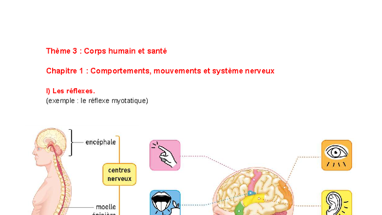 Thème 3 : Corps humain et santé - Chapitre 1 : Réflexes et Système ...