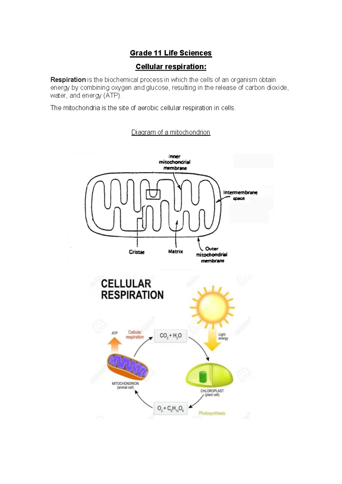 Grade 11 Life Sciences: Cellular Respiration Notes & Key Concepts - Studocu