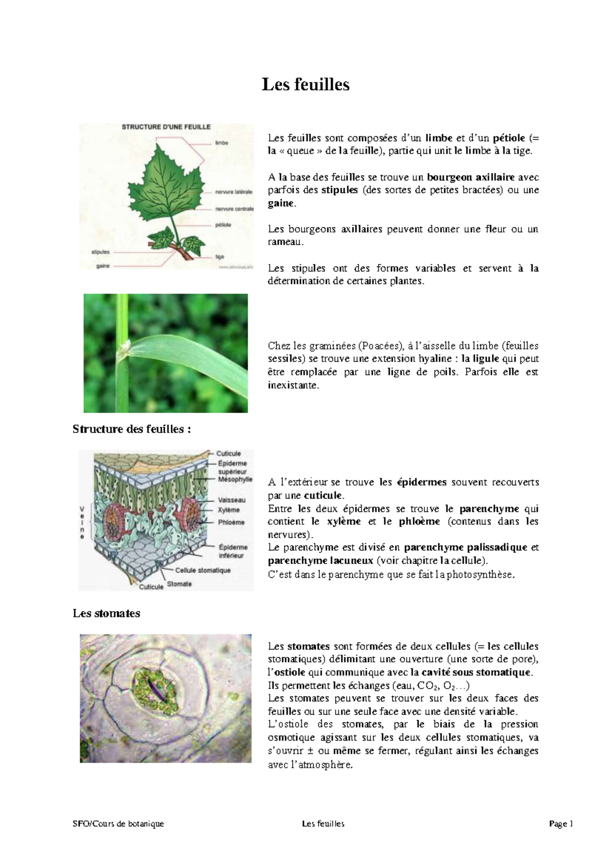 06 Les-feuilles - vours - Les feuilles Les feuilles sont composées d’un ...