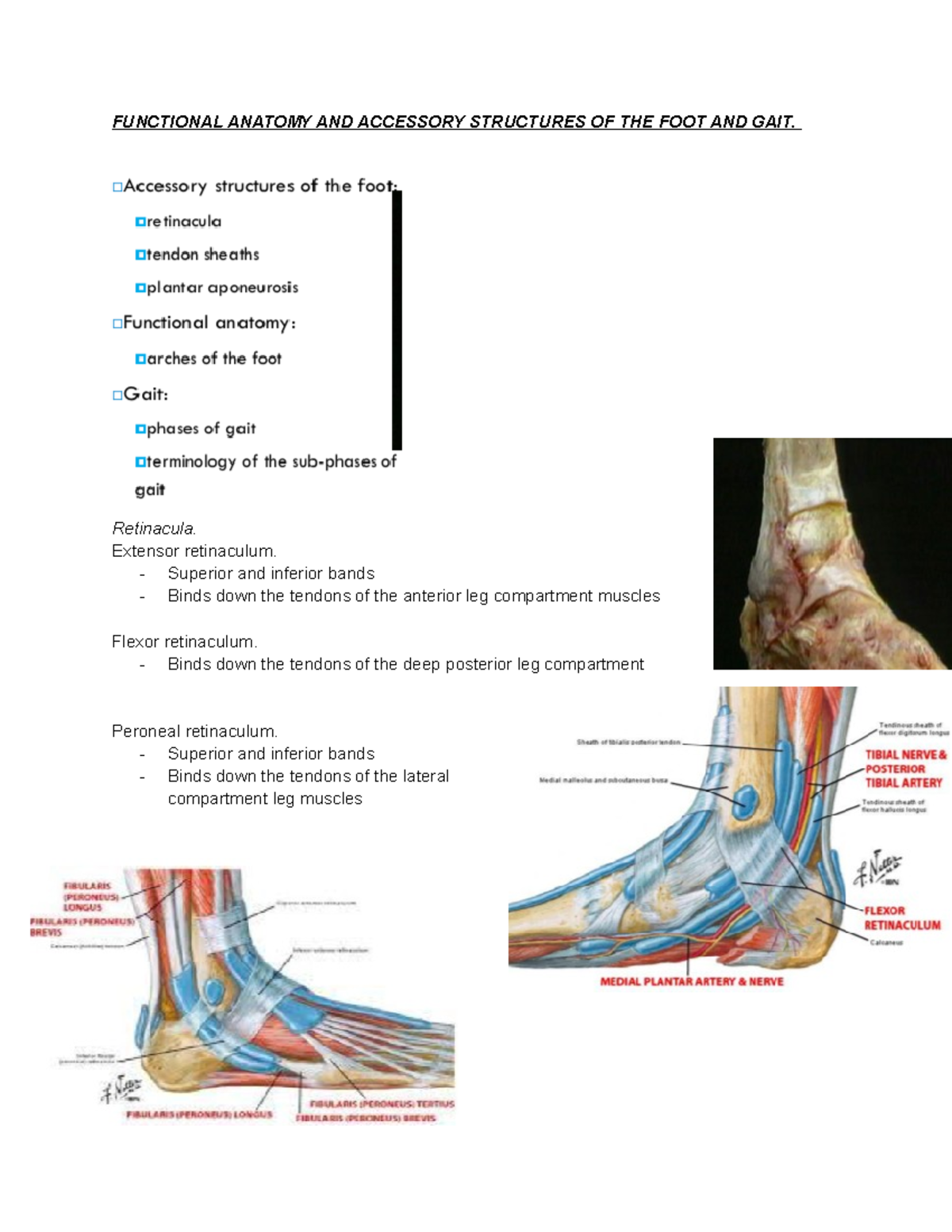 Functional Anatomy AND Accessory Structures OF THE FOOT AND GAIT ...