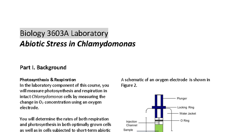 Biology 3603A Lab Manual: Abiotic Stress Effects on Chlamydomonas - Studocu