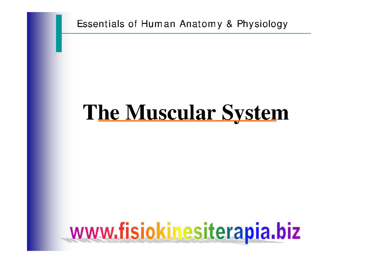 The Muscular System - Essent ials of Hum an Anat om y & Physiology The ...
