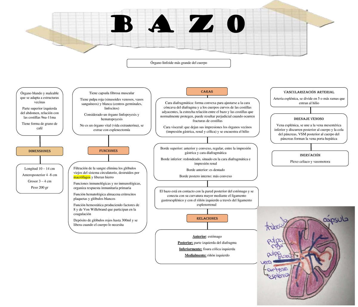 BAZO MAPA Conceptual - Órgano linfoide más grande del cuerpo FUNCIONES ...