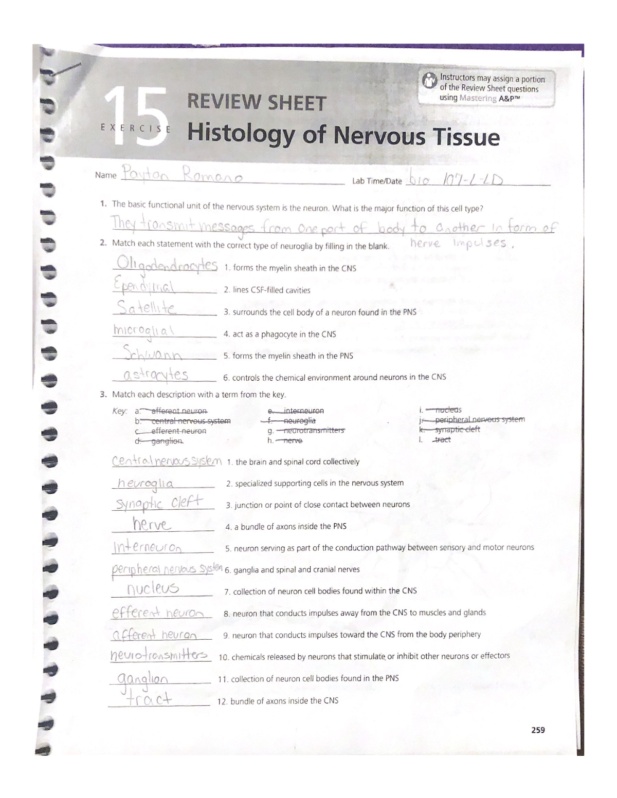 Histology of Nervous Tissue - Review Sheet 15 Lab 610 - Studocu
