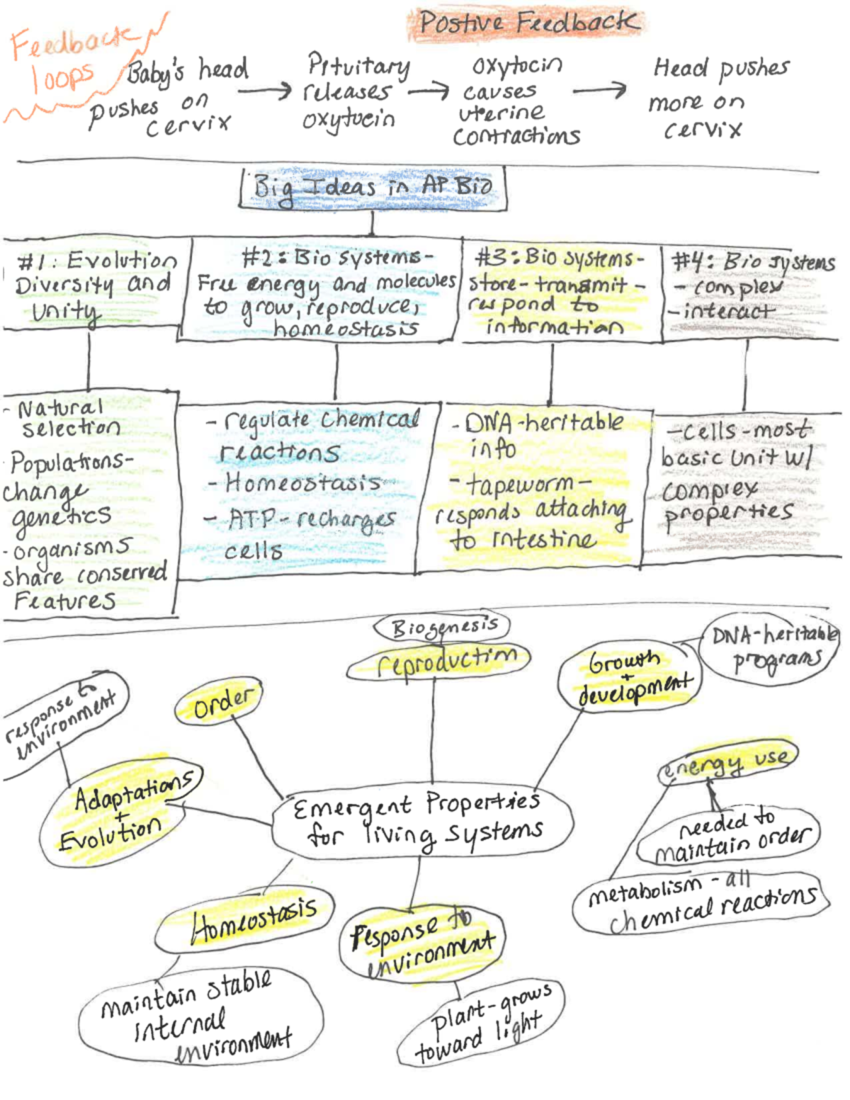 AP Bio: Feedback Loops, Oxytocin, and Evolutionary Concepts - Studocu