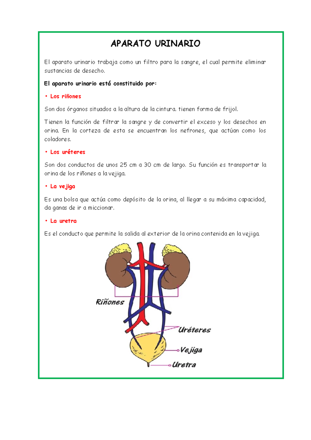 APARATO URINARIO: Funciones y Estructura del Sistema Urinario - Studocu