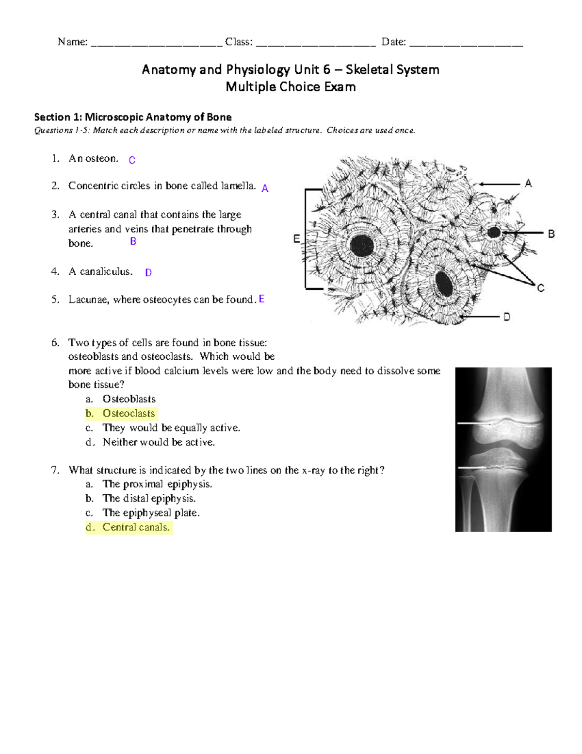 Anatomy & Physiology Unit 6: Skeletal System MC Exam - Studocu