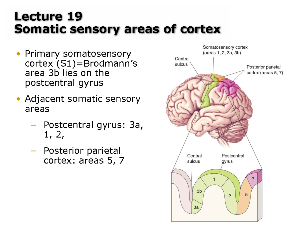 Lecture 19: Somatic Sensory Areas & Motor Control in Cortex - Studocu