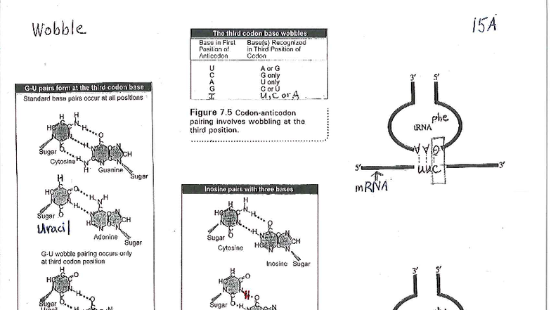 Wobble Base Pairing in Codons - Hand 15A Solutions Manual - Studocu