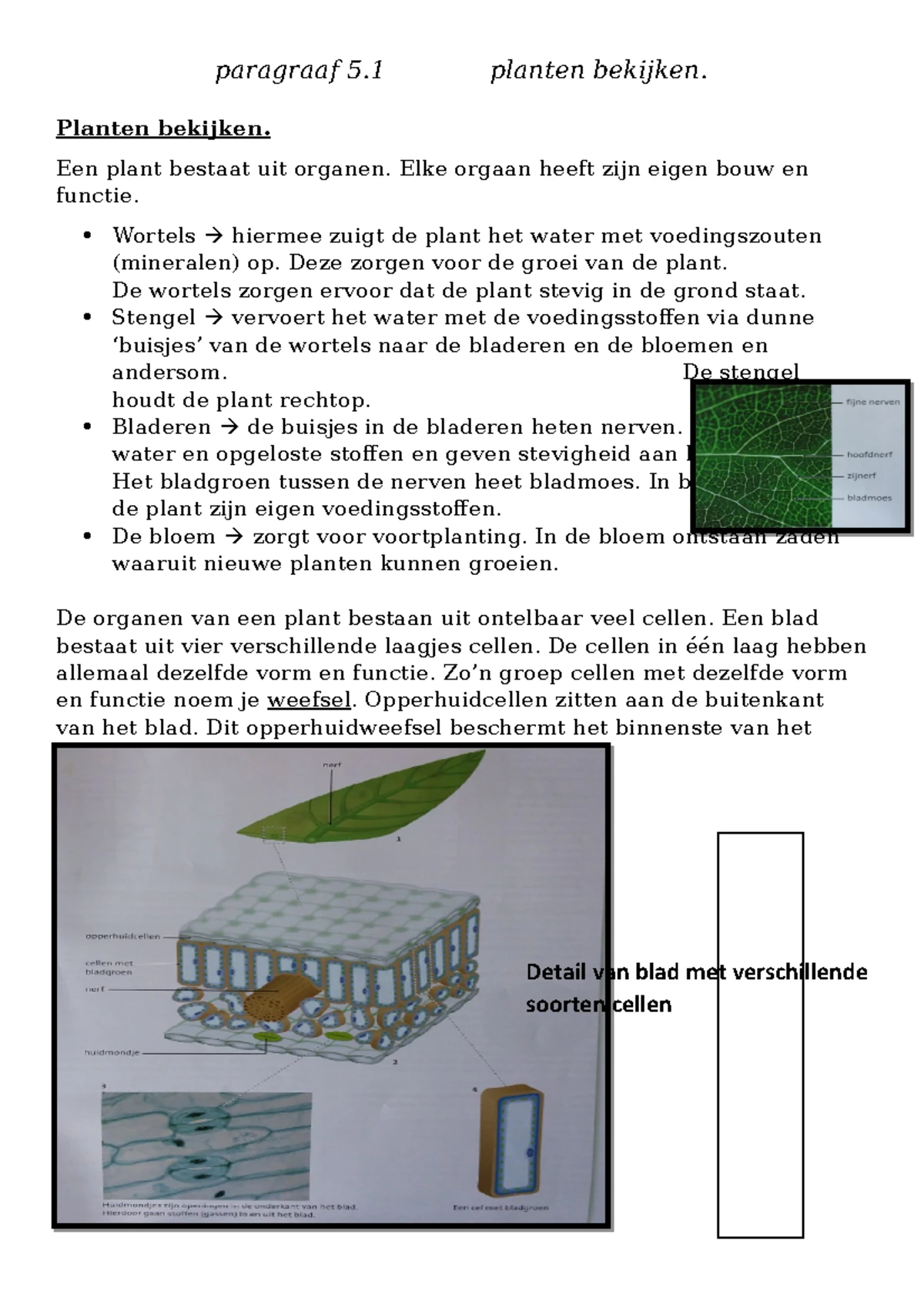 Samenvatting Thema 6: Zintuigen en het Zenuwstelsel - Studeersnel