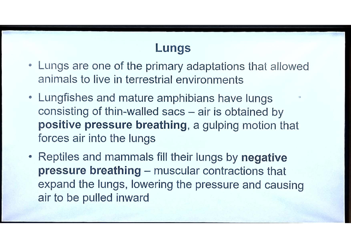 Zoology L2: Understanding the Respiratory System in Animals - Studocu