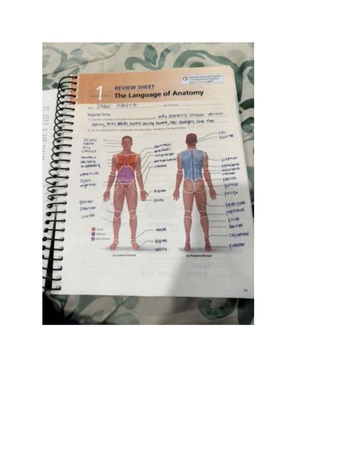 Review Sheet 1-3: Histology of Nervous Tissue Overview - Studocu
