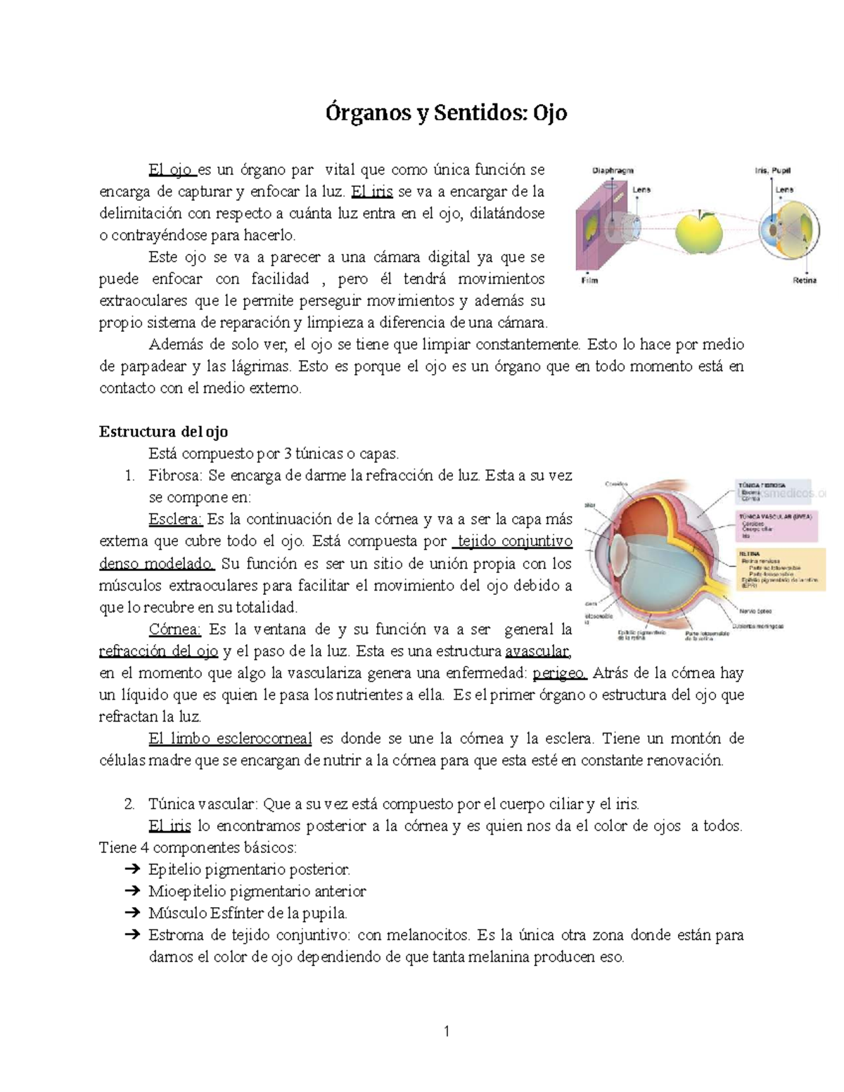 Órganos y Sentidos: Apuntes sobre el Ojo y su Estructura - Studocu
