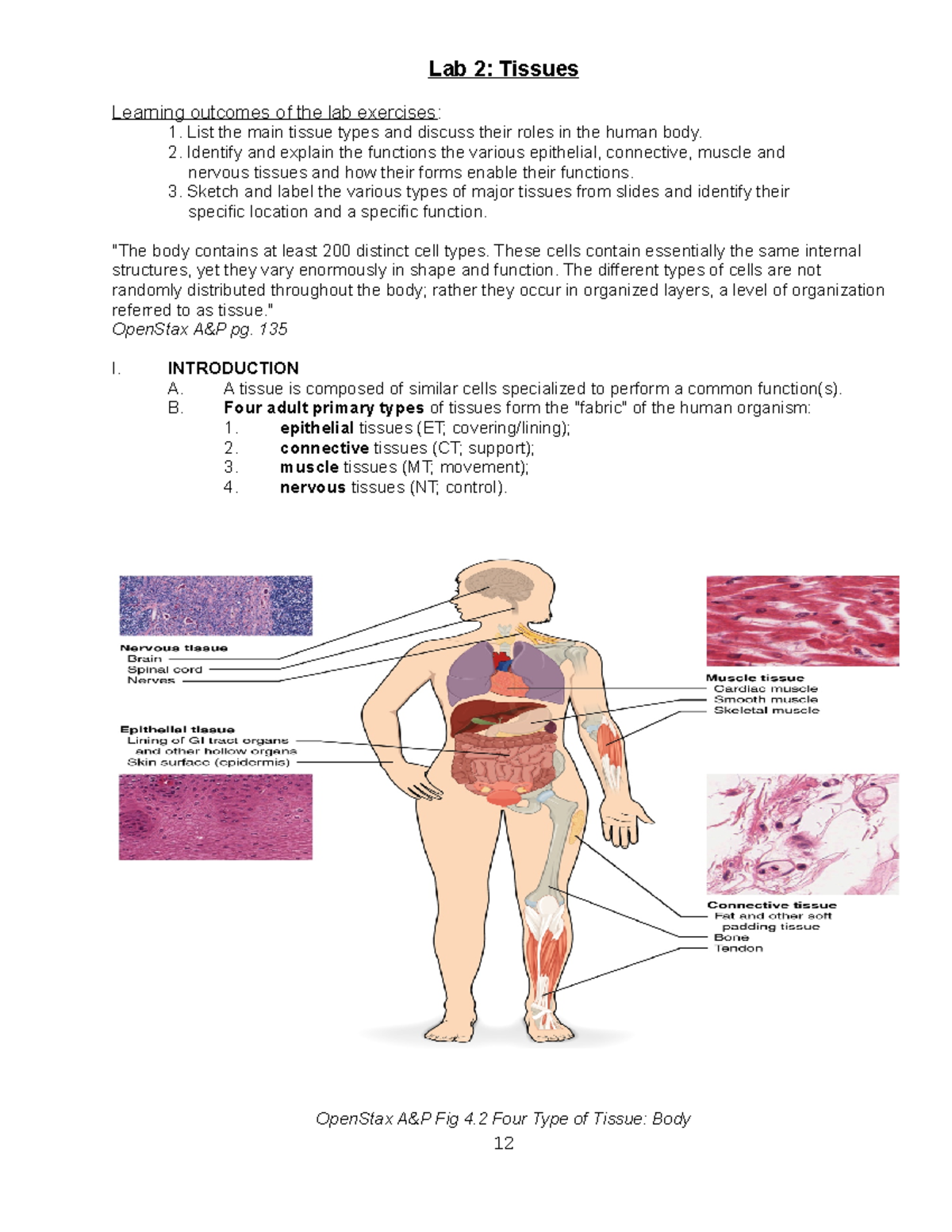 AP1 Lab2 Tissues FA2021 - Lab 2: Tissues Learning outcomes of the lab ...