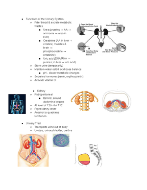 Chapter 23 Study Guide - Urinary system - Chapter 23 Study Guide ...