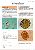 Enterobius vermiculares (enterobiase, morfologia, patogenia, ciclo ...