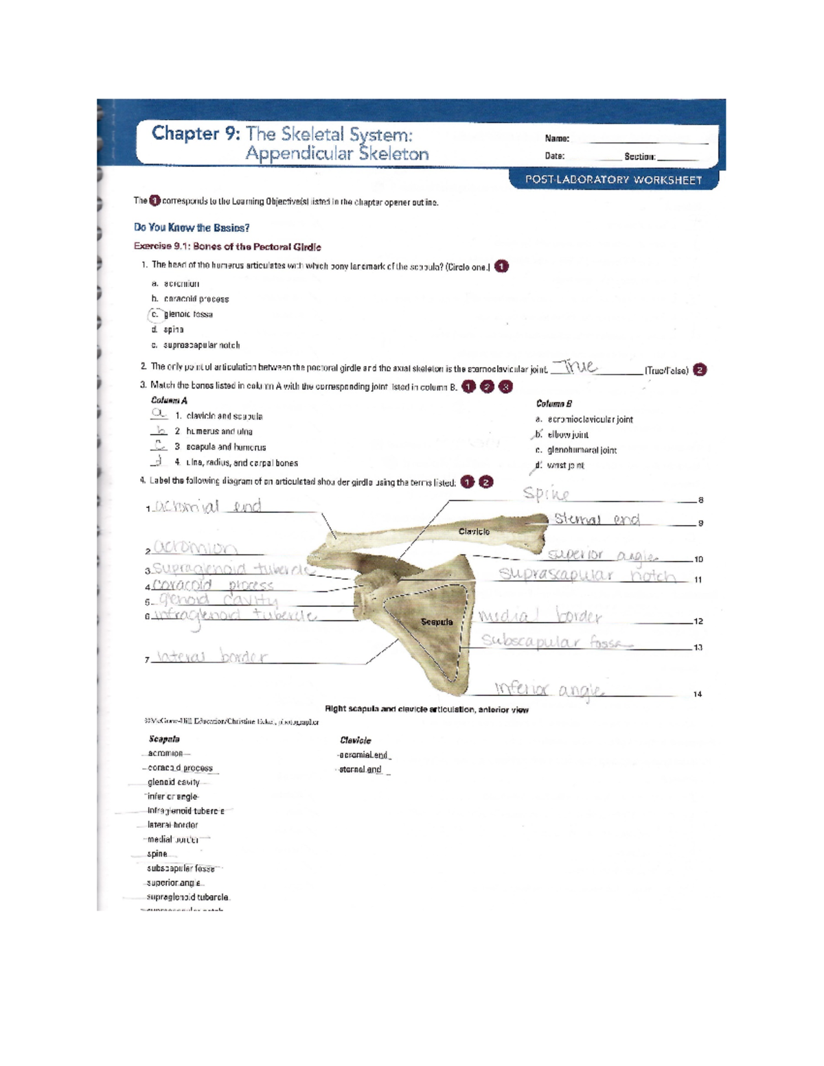 Lab worksheet Skeletal - Chapter 9: The Skeletal System: Name ...