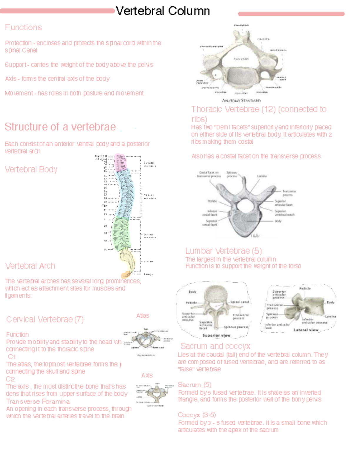 Human Anatomy Notes pt2: Functions of the Vertebral Column - Studocu