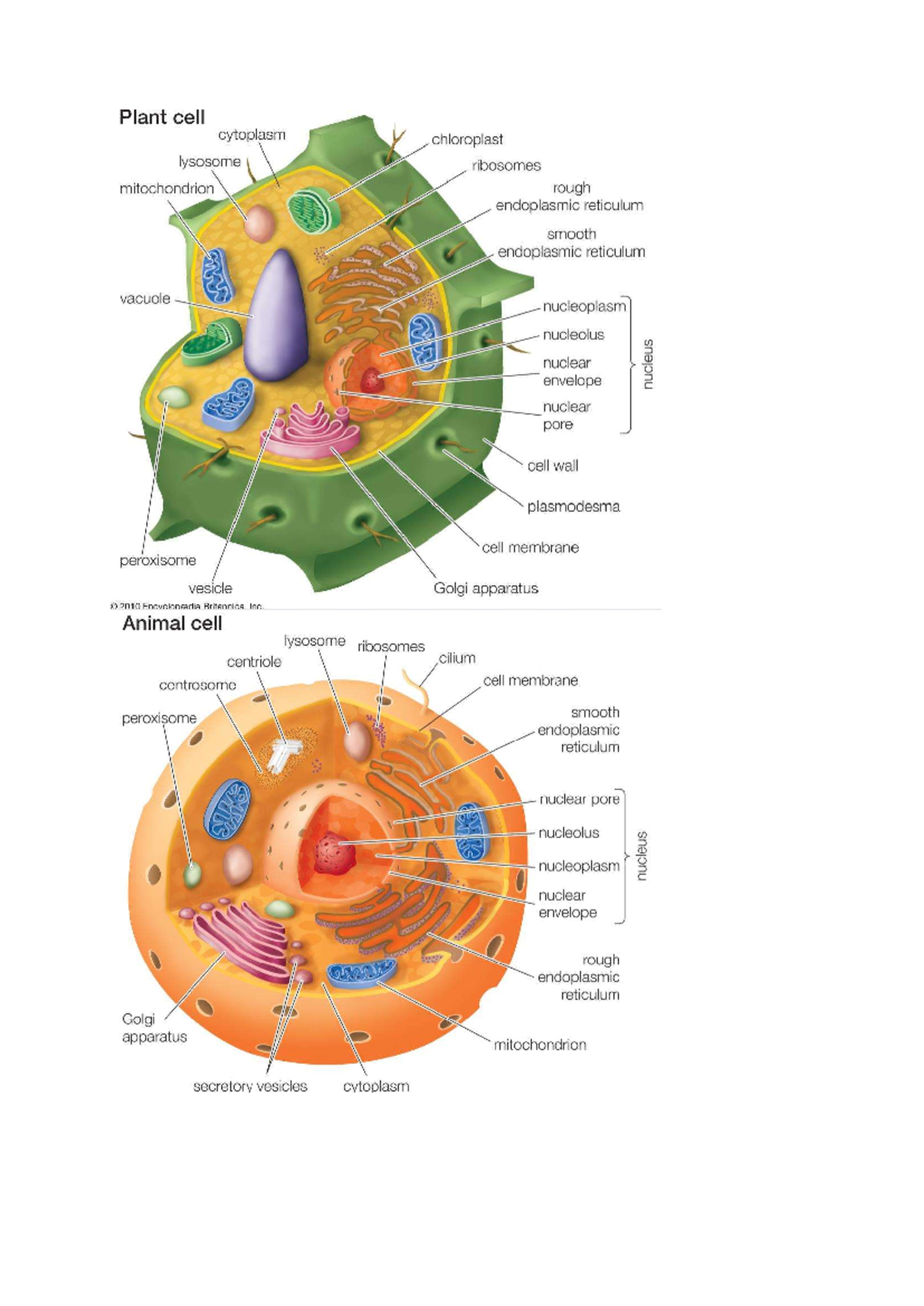 Biologie Samenvatting: Celstructuur en Functies - Natuurwetenschappen ...