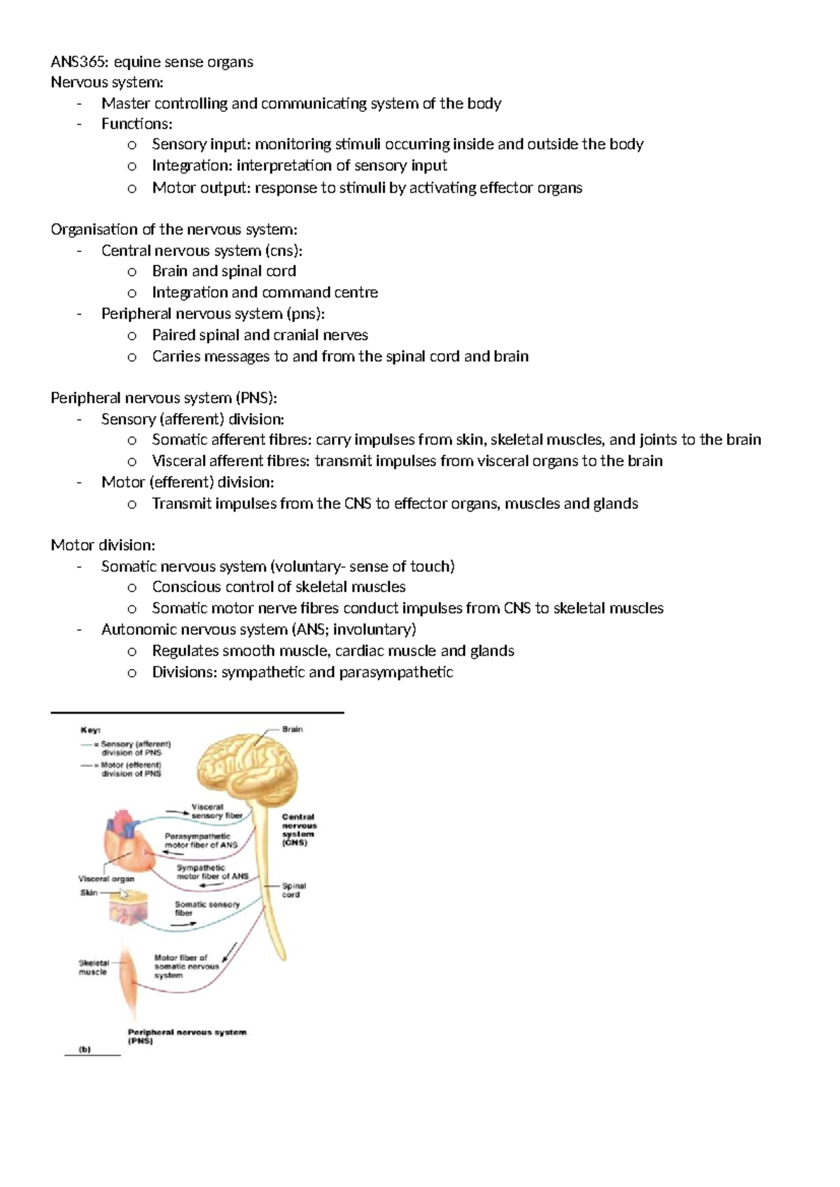 ANS365: Equine Senses and Nervous System Overview - Studocu