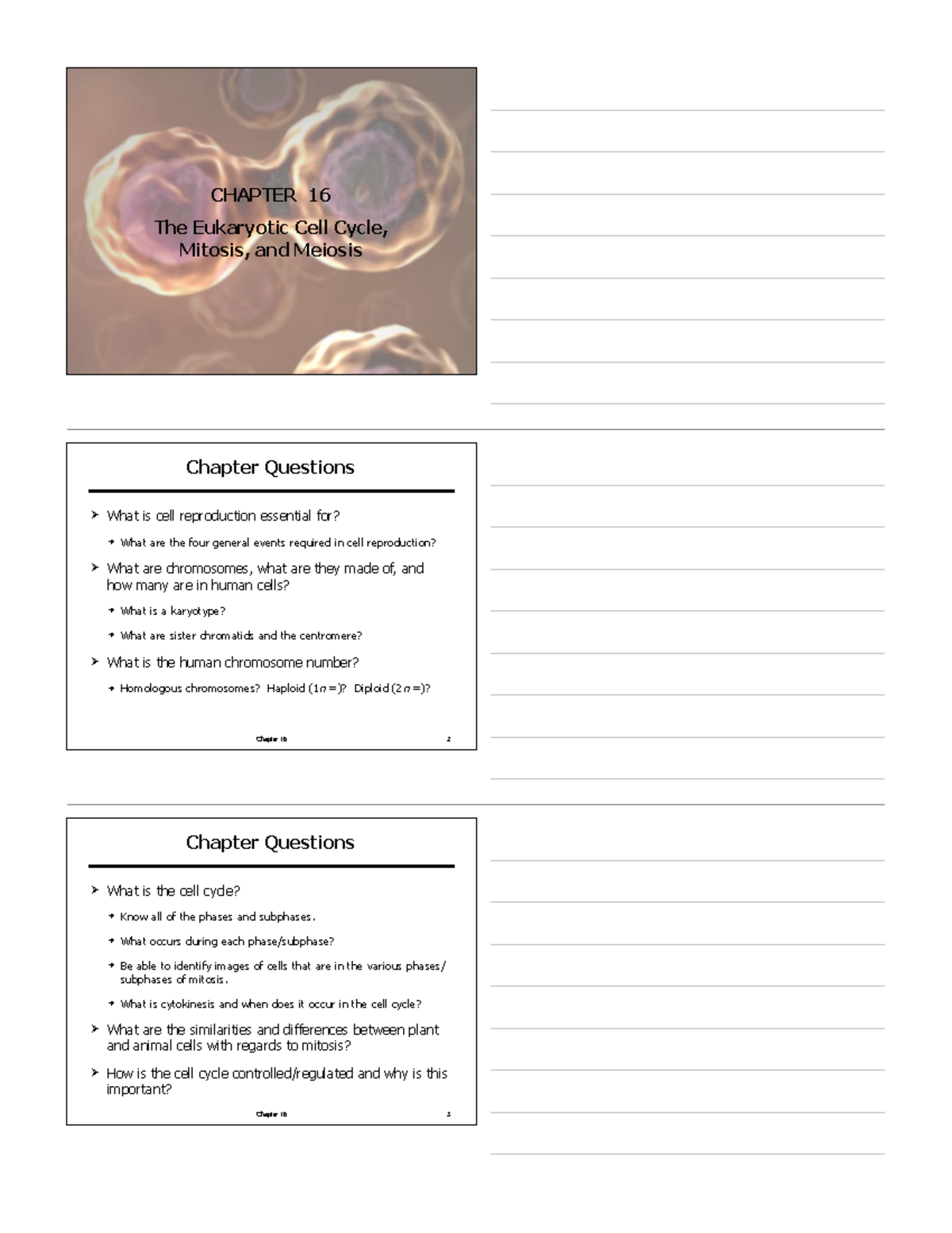 CHAPTER 16 Eukaryotic Cell Cycle, Mitosis & Meiosis Overview - Studocu