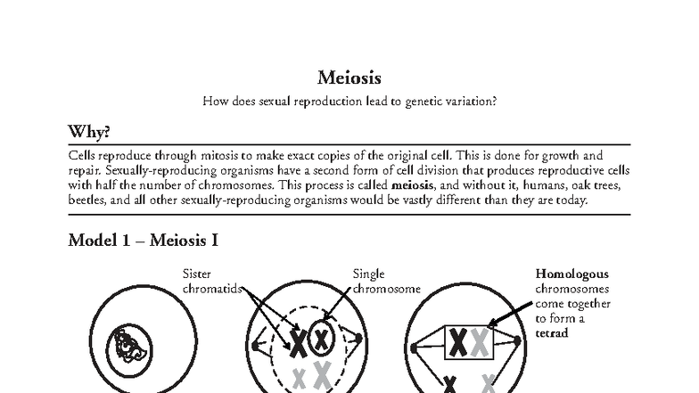 Meiosis and Genetic Variation: Understanding Sexual Reproduction - Studocu