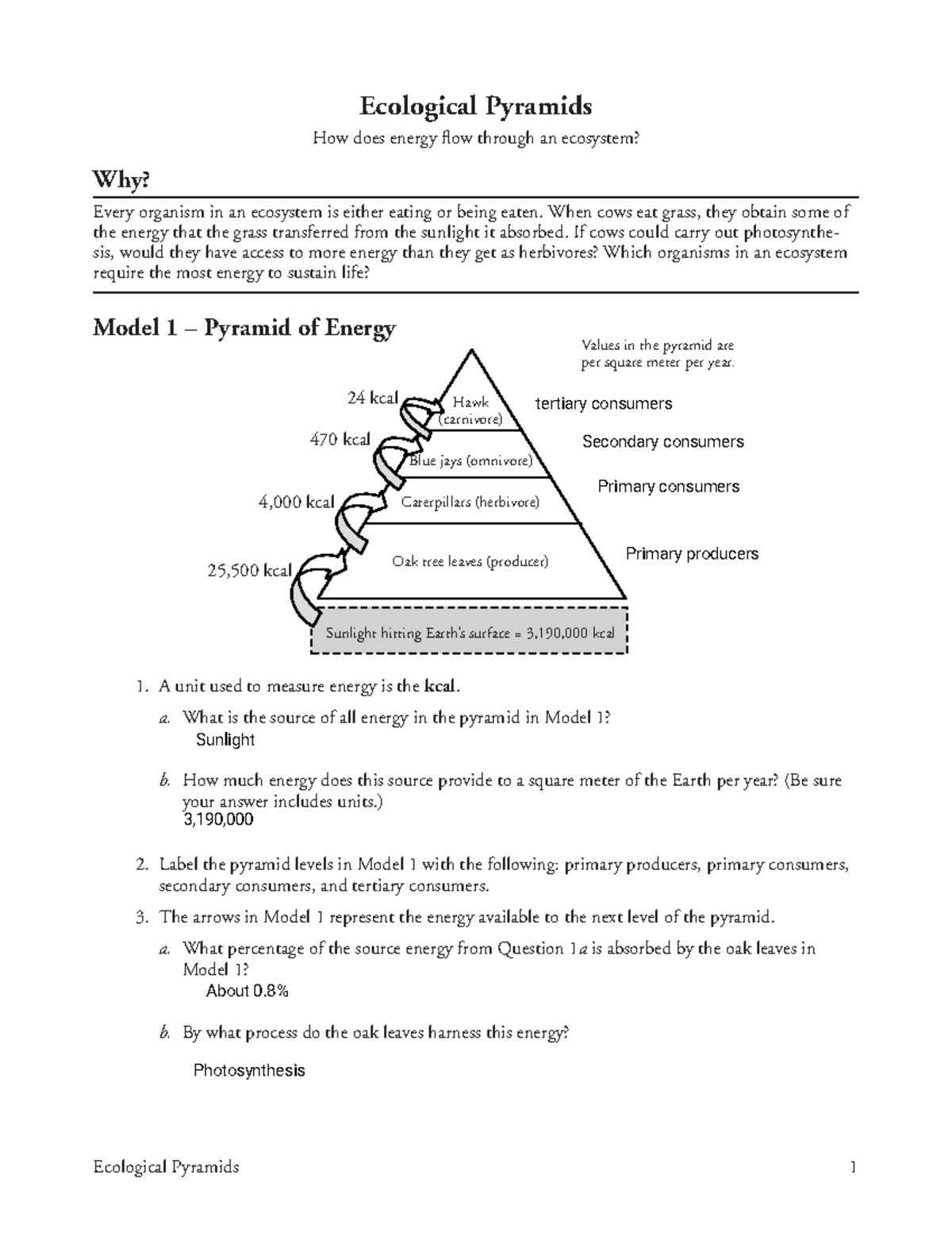Ecological Pyramids: Energy Flow in Ecosystems (Biology 101) - Studocu