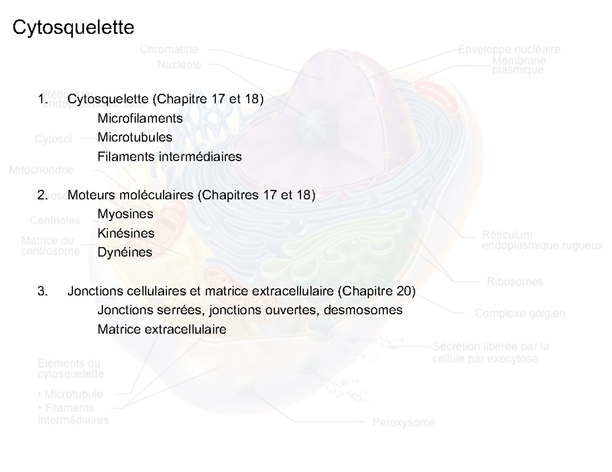 BCL1004 Cytosquelette et matrice extracellulaire - Cytosquelette 1 ...