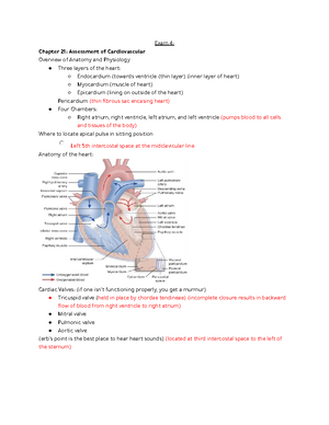 Chapter 05 The Cardiovascular System - : s: e: Chapter 05: The ...