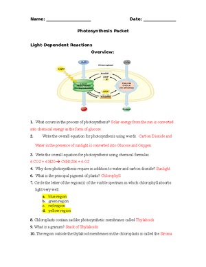 Photosynthesis-worksheet-key - Photosynthesis: Making Energy ...