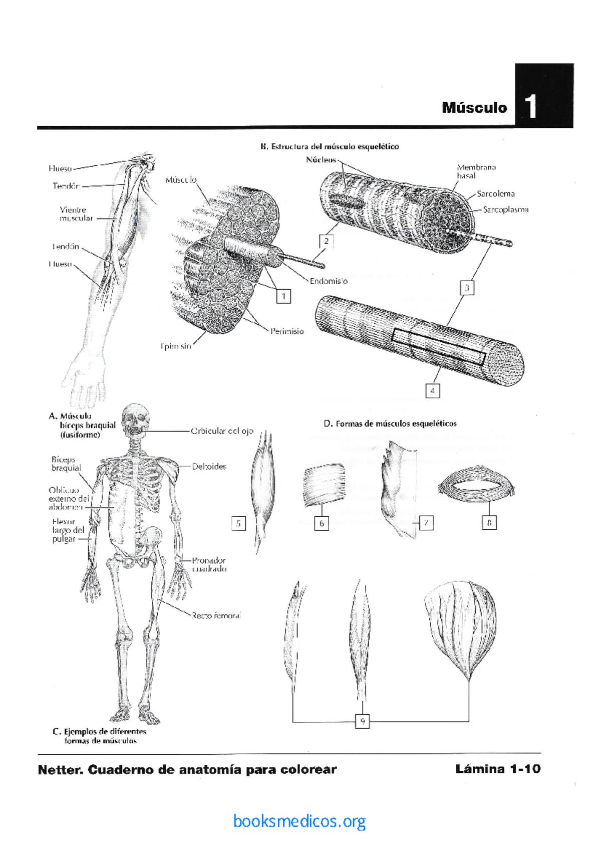 Estructura y Función del Músculo Esquelético - Netter 2ª Ed. - Studocu