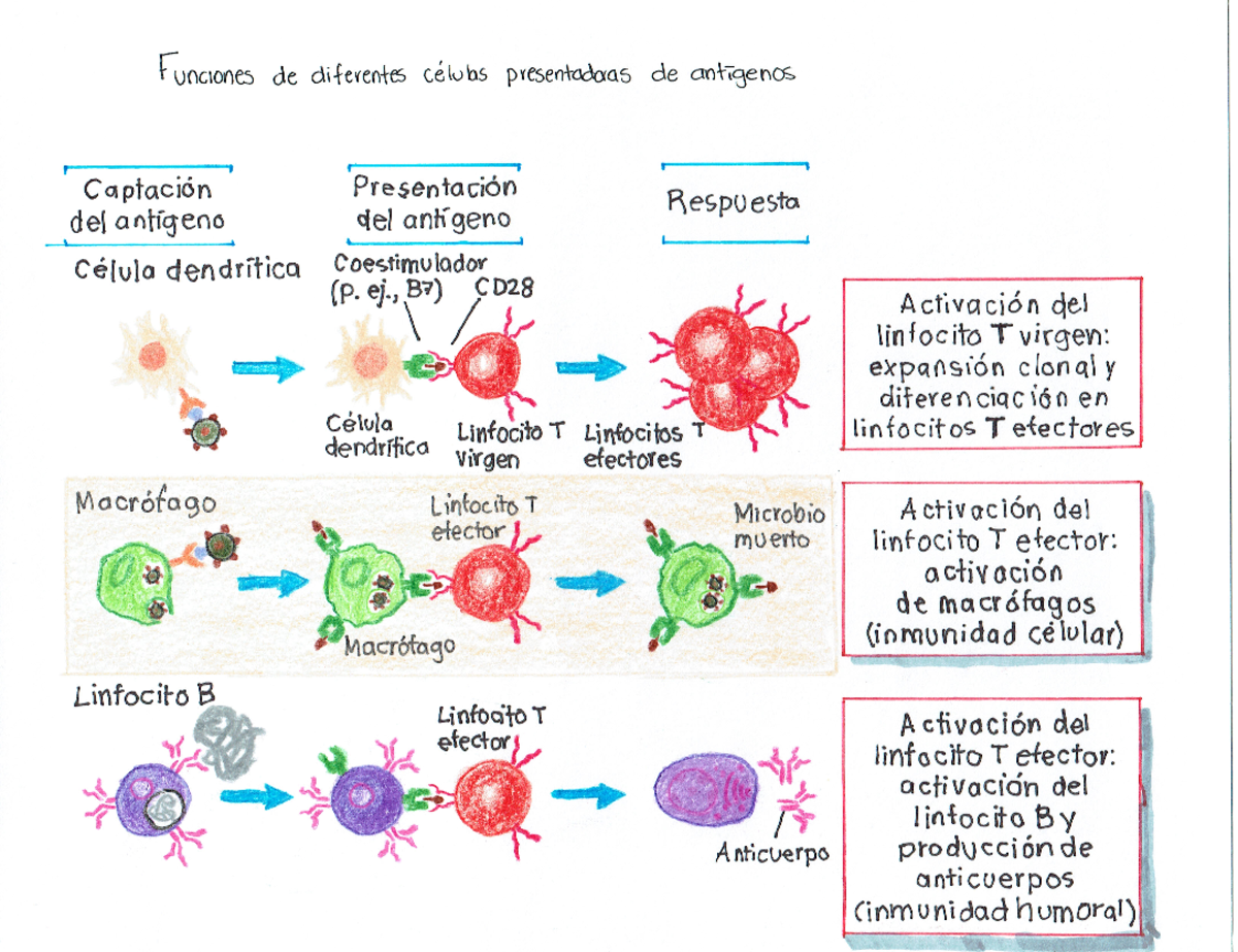Células presentadoras de antígenos - Inmunologia - Studocu