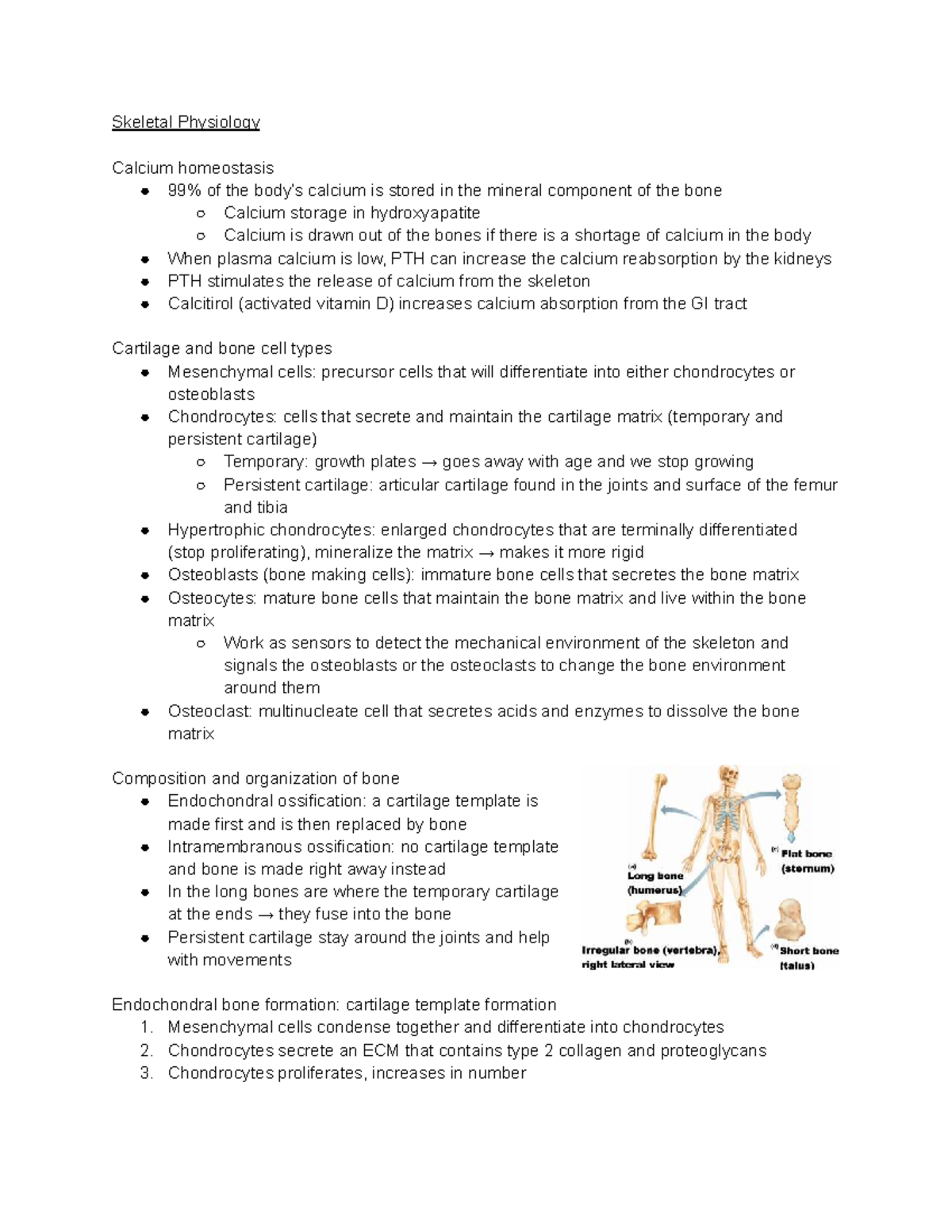 Physiology 3120 - Final Exam Notes on Skeletal and Respiratory Systems ...
