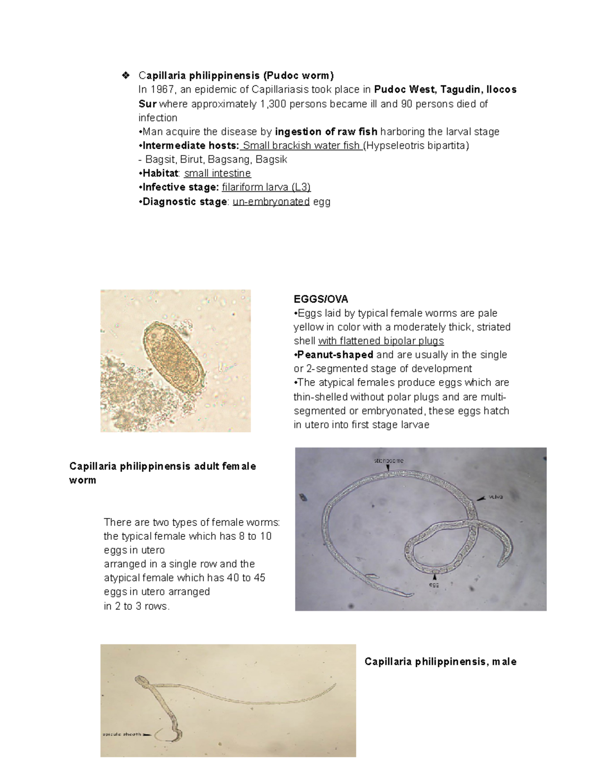 Capillaria philippinensis: Overview of Pathology and Diagnosis - Studocu