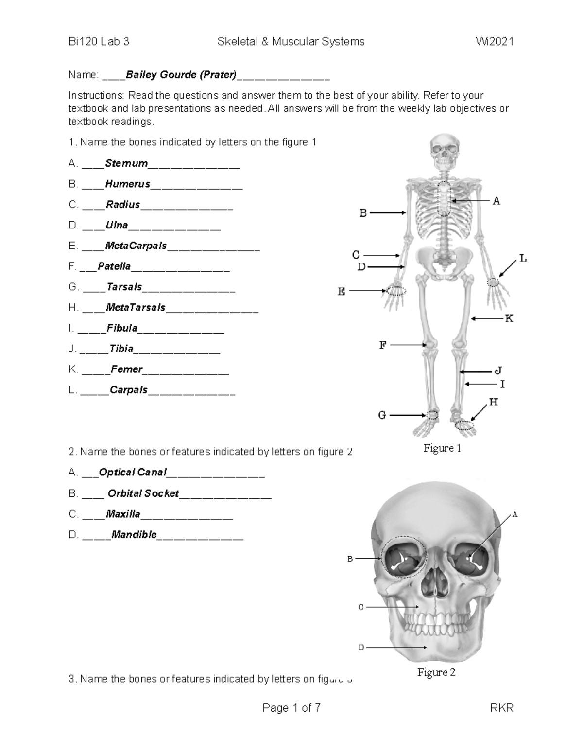 Lab 3: Skeletal & Muscular System Participation - Bailey - Studocu