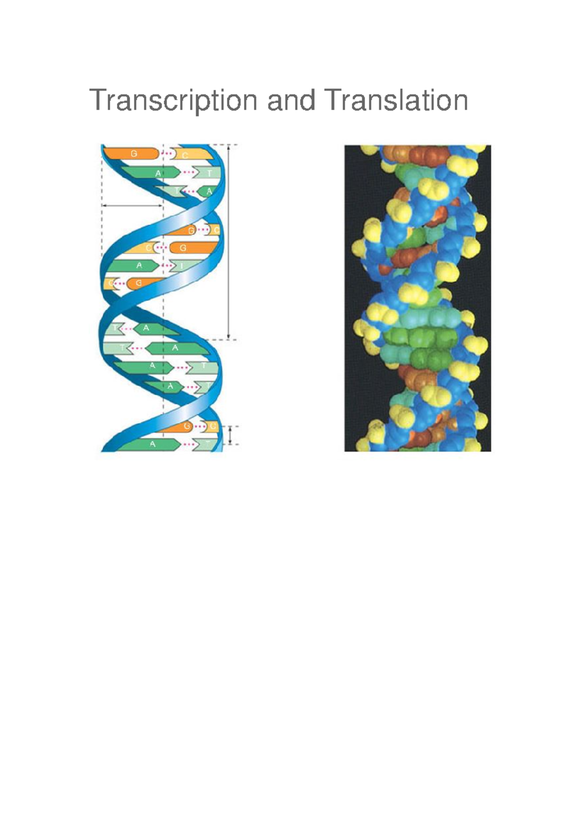 7. Transcription and Translation: DNA to RNA and Protein Synthesis ...