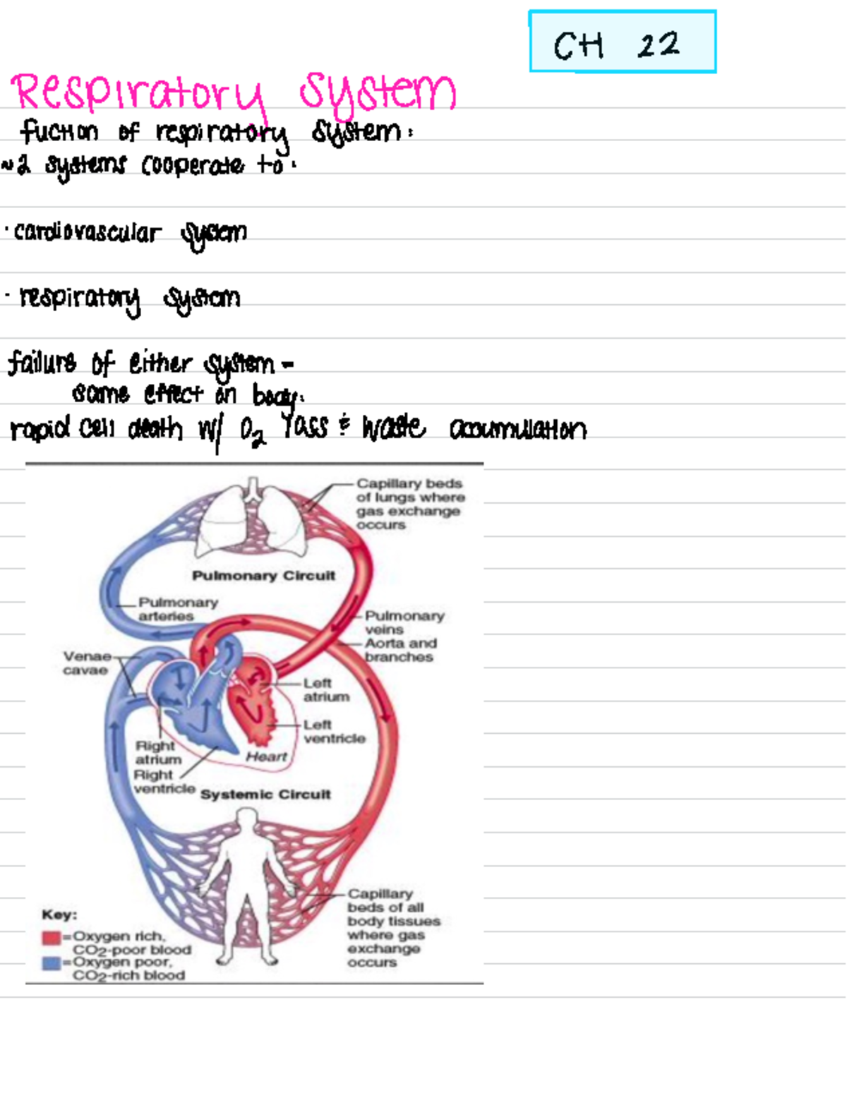CH22 - Lecture notes - CH ####### Respiratory system fuction of ...