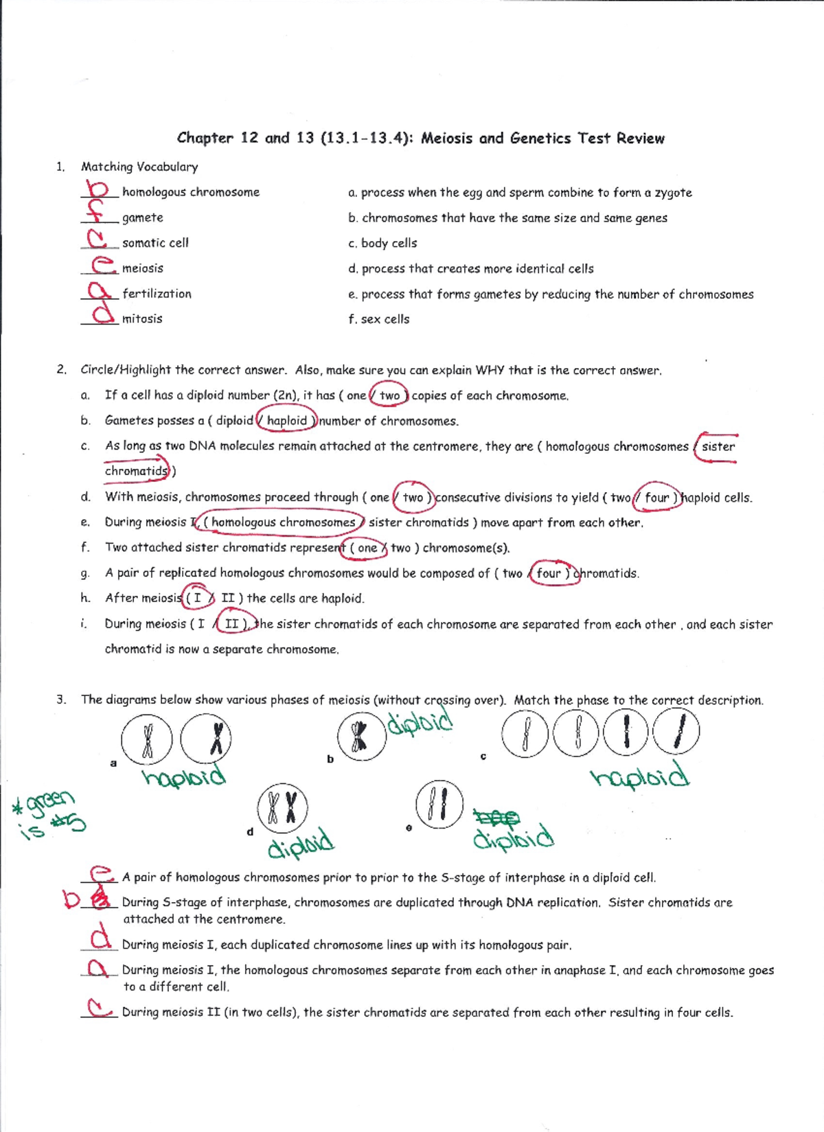 Meiosis and Genetics Test Review (Chapters 12 & 13) - Studocu