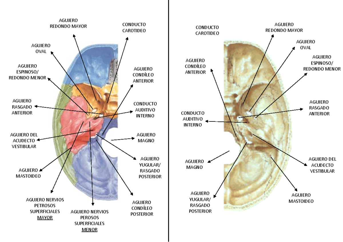 BASE Endocráneo - Apuntes Anatomía II - REDONDO MAYOR AGUJERO AGUJERO ...