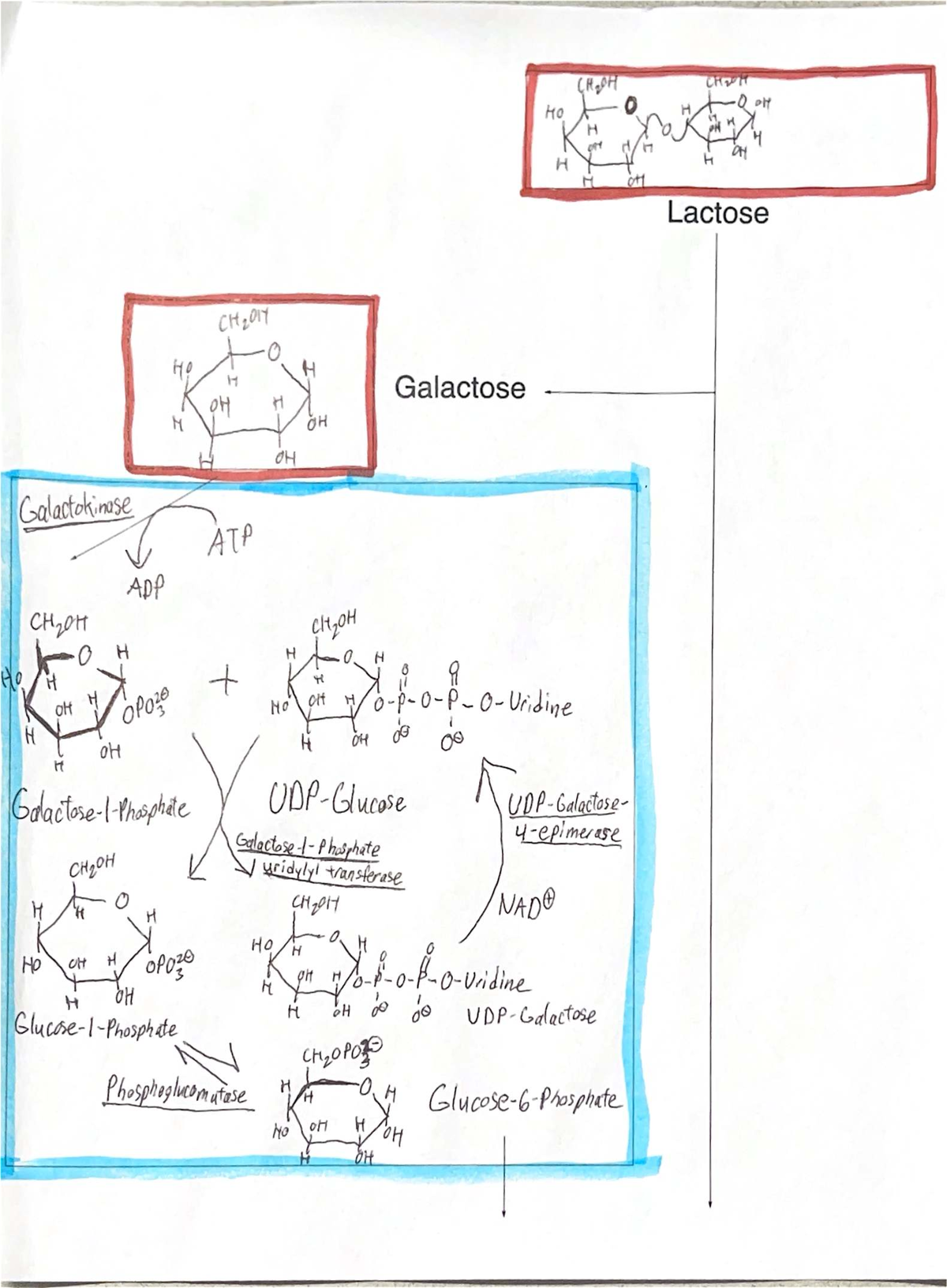 Poster Stage 1 - e EE T T Ree—— p— Galactose - Lactose /\\Qp/"éﬁ@ﬂ‘l ...