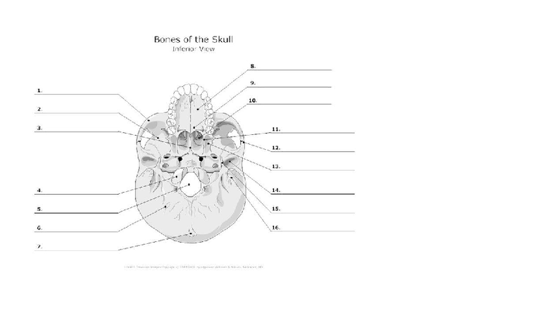 Bone Diagrams - Skeleton Overview and Views - Studocu