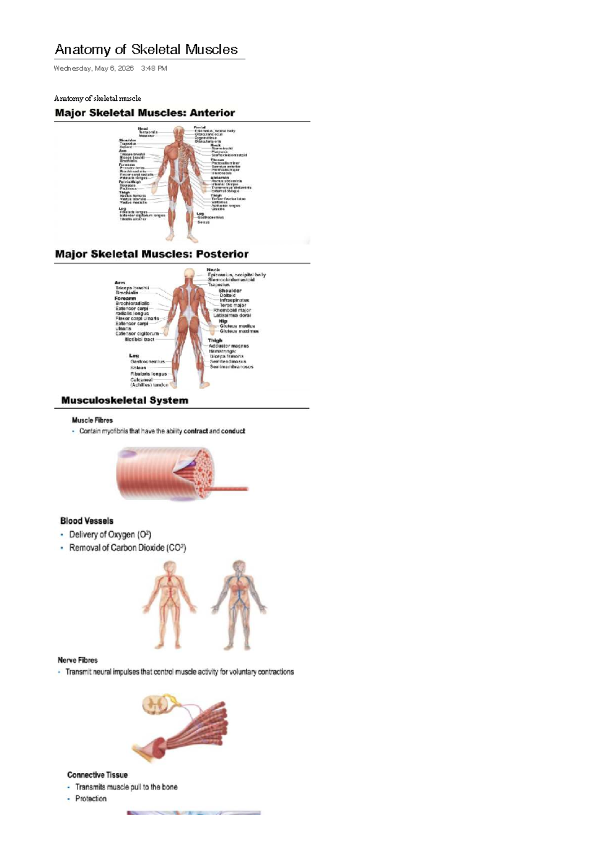 Anatomy of Skeletal Muscles: Comprehensive Overview - Studocu