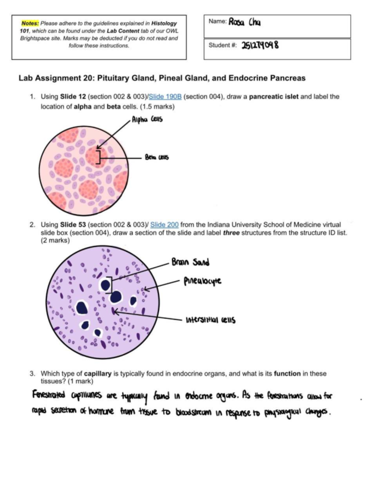 Lab 20 Assignment: Pituitary, Pineal, and Endocrine Pancreas FW24-25 ...