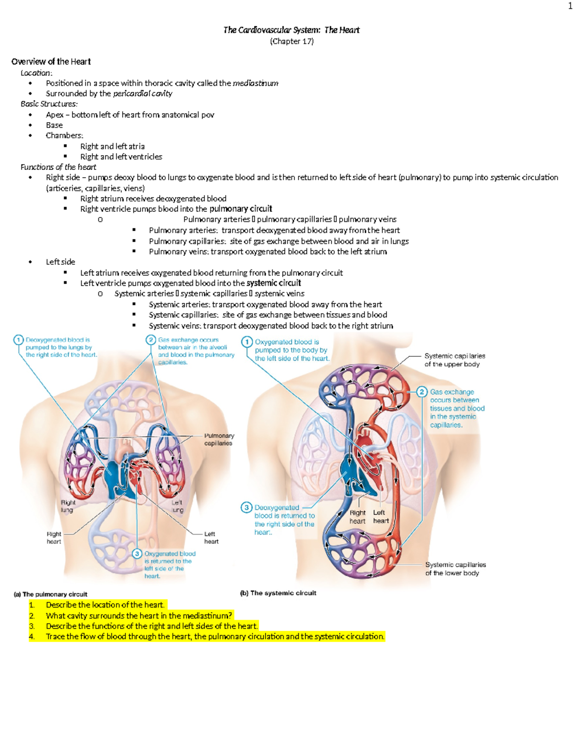 Study Guide: The Heart (BIO 101 - Chapter 17) - Studocu