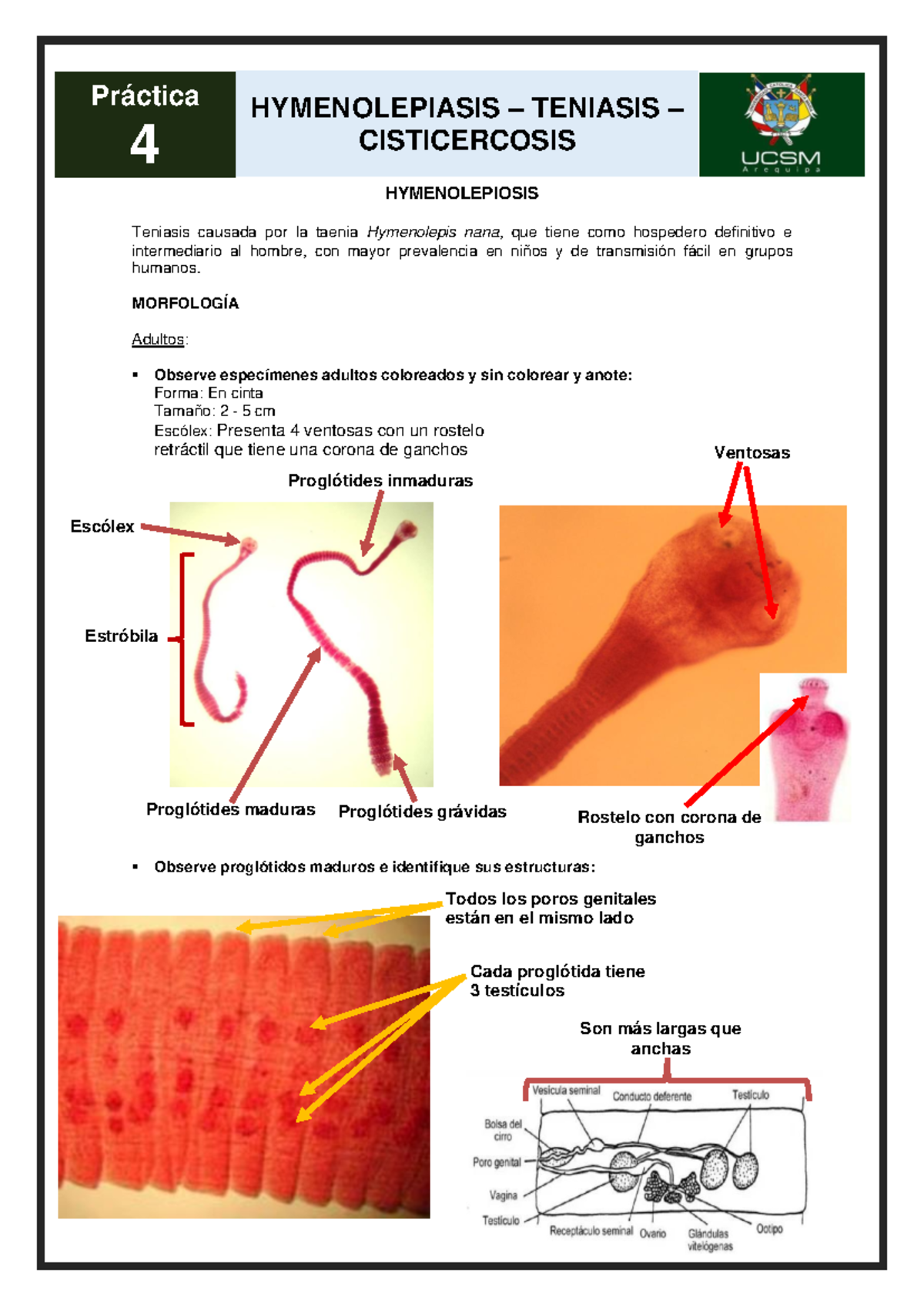 Guía de Hymenolepiasis, Teniasis y Cisticercosis: Estudio Completo ...