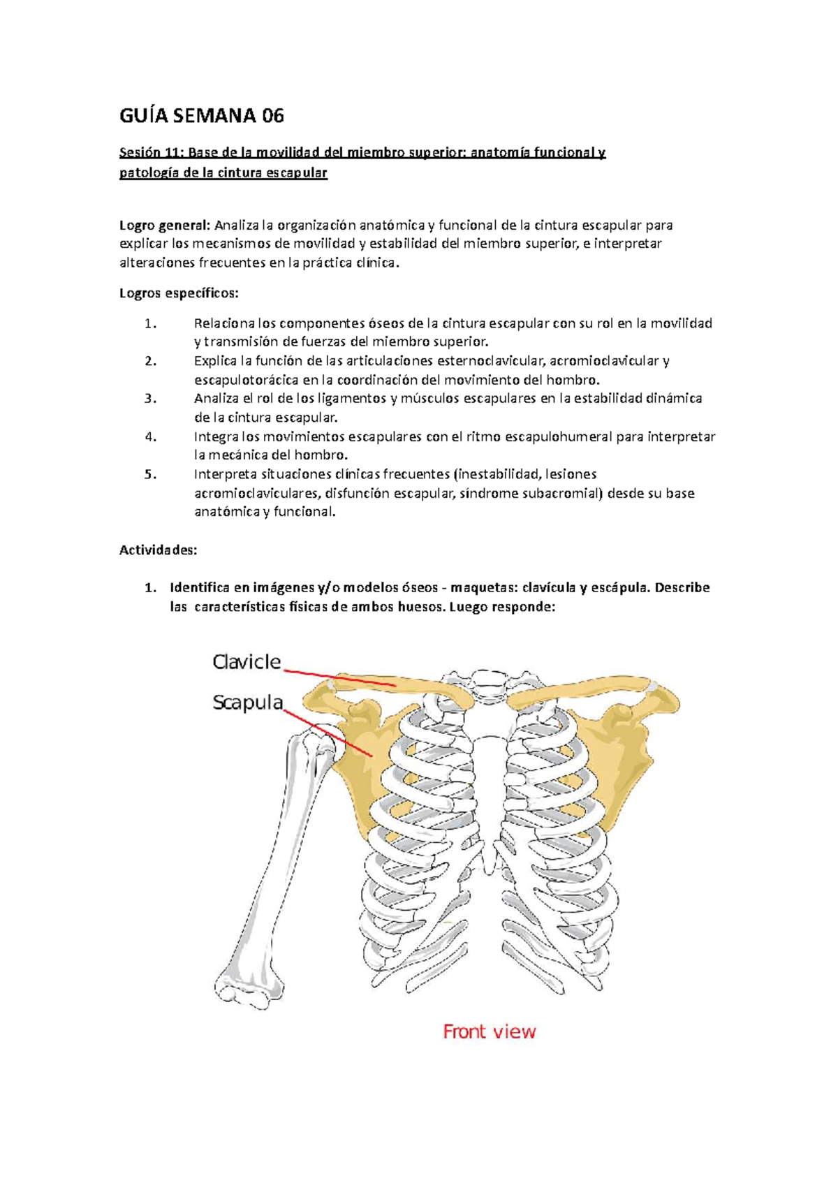 GUÍA SEMANA 06: Anatomía Funcional y Patología de la Cintura Escapular ...