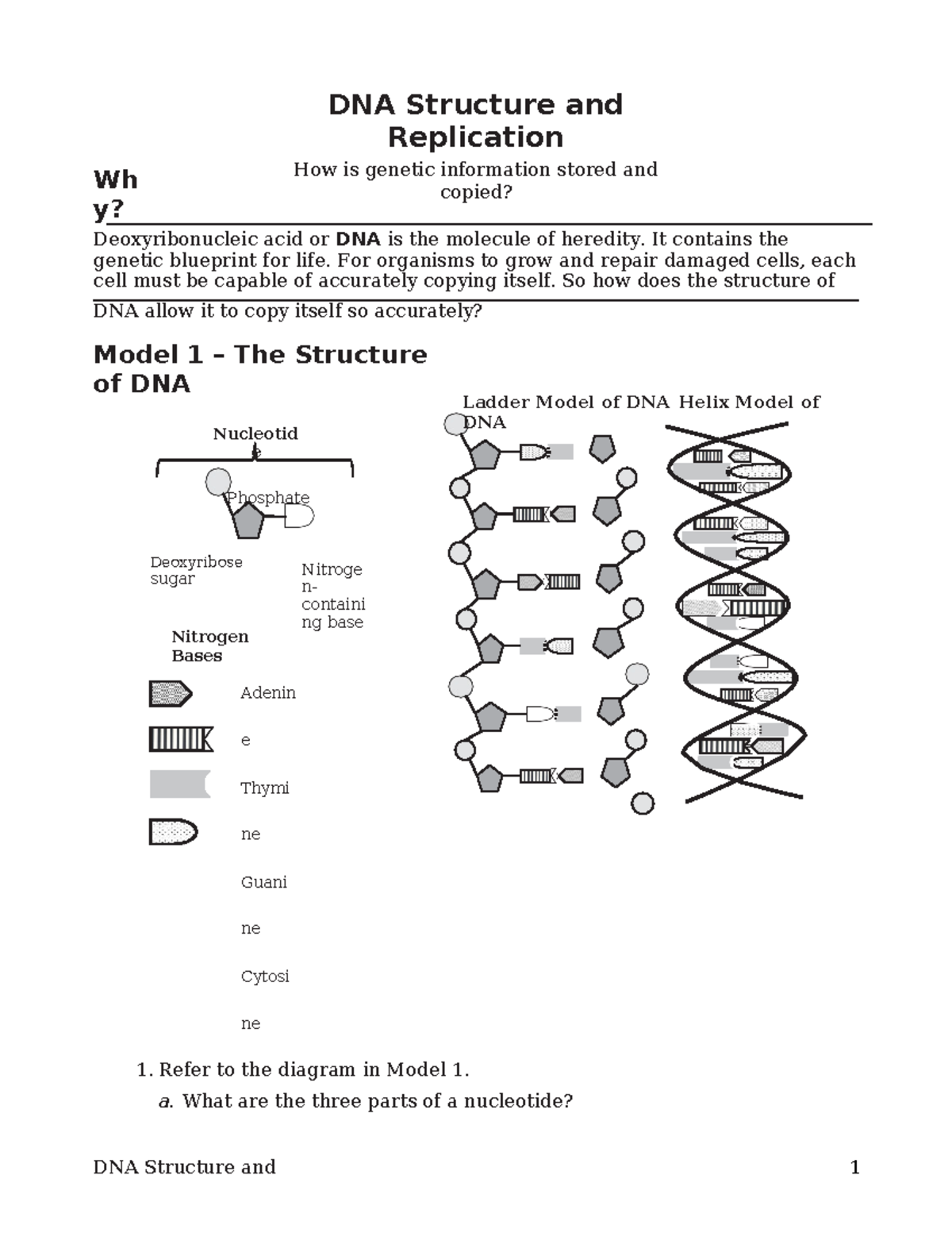 18 DNA Structure and Replication-Pogil - DNA Structure and Replication ...