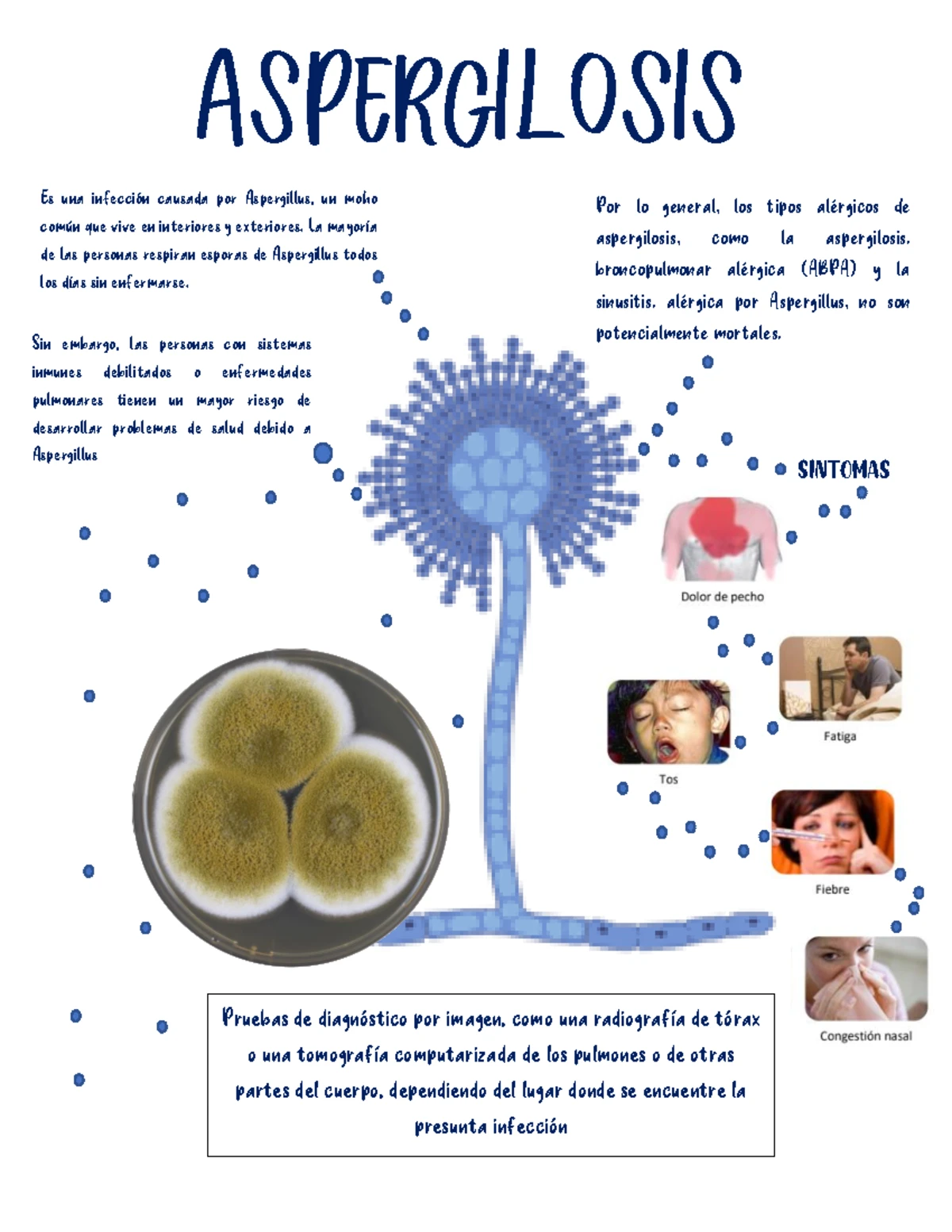 RHIZOPUS - Características y Patología del Hongo Zygomiceto - Studocu