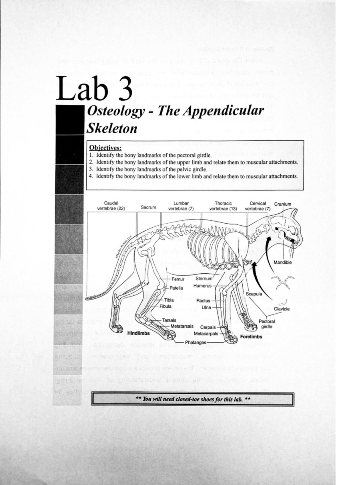 Lab 3: Osteology of the Appendicular Skeleton - Key Objectives and ...
